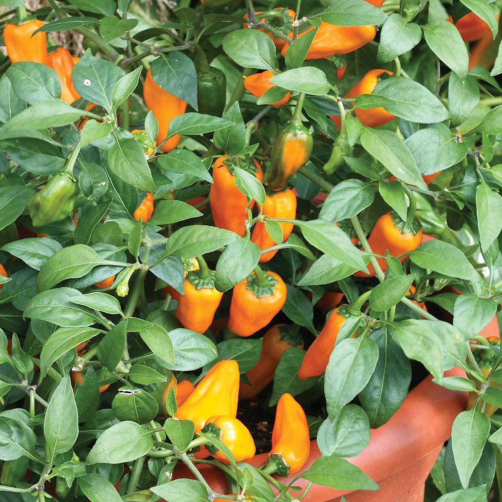 CHILI / PAPRIKA – Plantfabriken